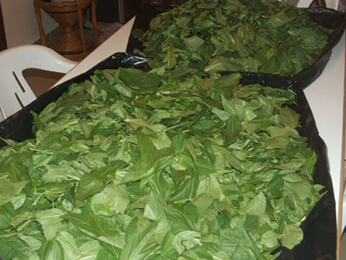 Molohiya - a traditional cypriot dish – Made By The Chef